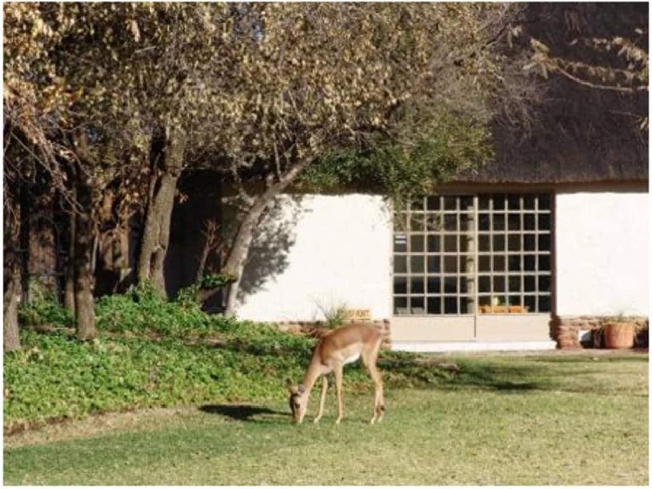 Ukutula Lion Park & Lodge - Southern Sky Adventures